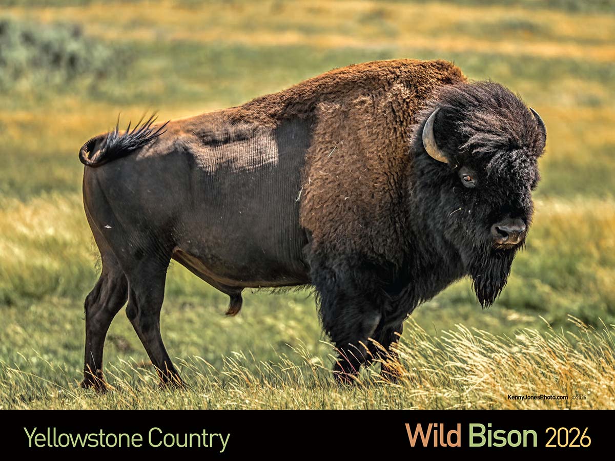 2026 Wild Yellowstone Bison Calendar (10 pack) – Buffalo Field Campaign ...