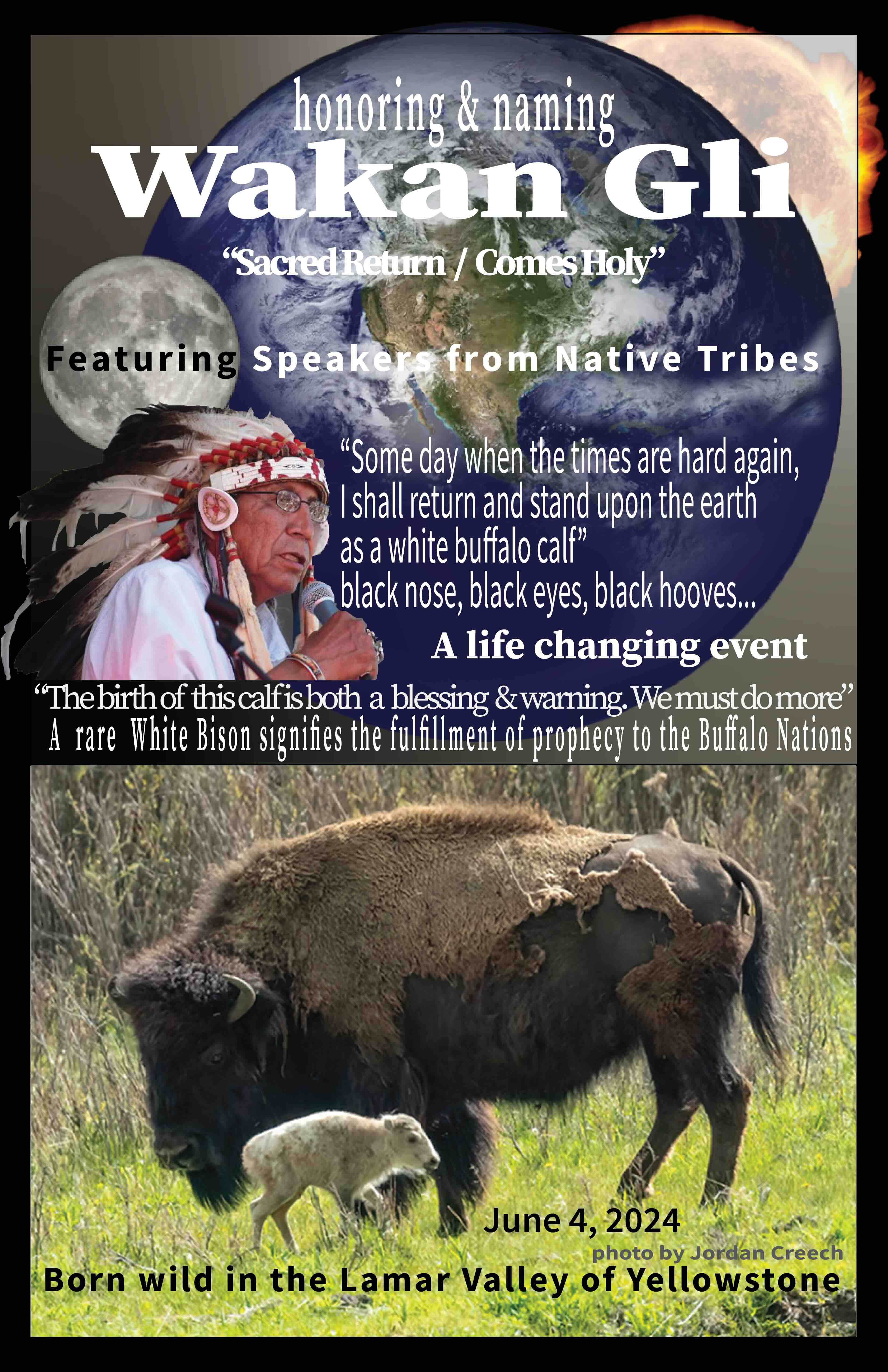 White Buffalo Calf Poster – Buffalo Field Campaign Merchandise